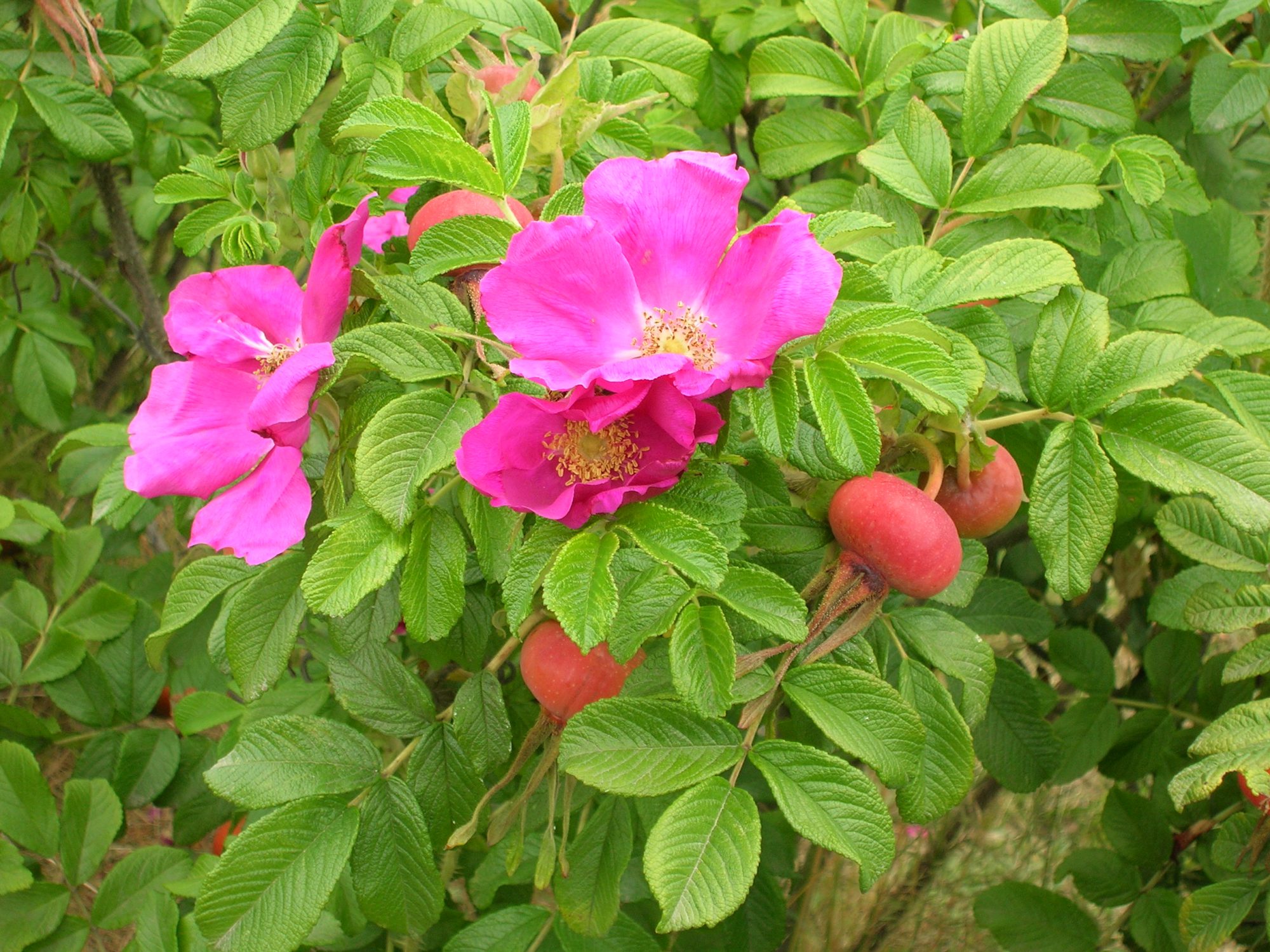 Pruning Old Roses - Berkeley Horticultural Nursery Berkeley ...